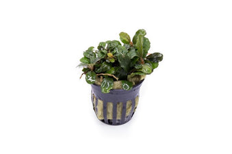 Bucephalandra Brownie Blue Aquarium Plant — Buce Plant