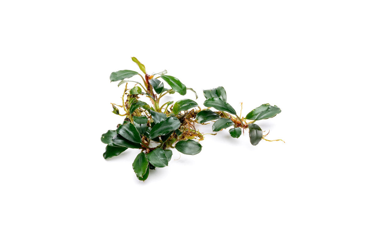 Bucephalandra Aquarium Plants | Buce Plant