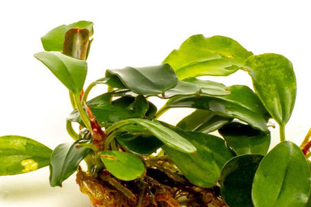 Bucephalandra Brownie Brown Aquarium Plant — Buce Plant