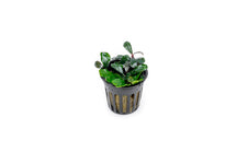 Bucephalandra Brownie Jade Aquarium Plant - Buce Plant