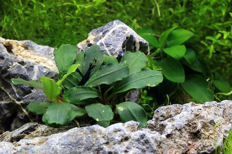 Bucephalandra Brownie Phoenix — Buce Plant