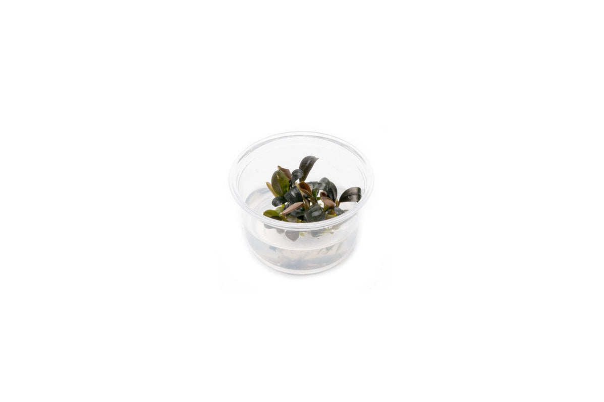 Bucephalandra Brownie Phoenix UNS Tissue Culture | Buce Plant