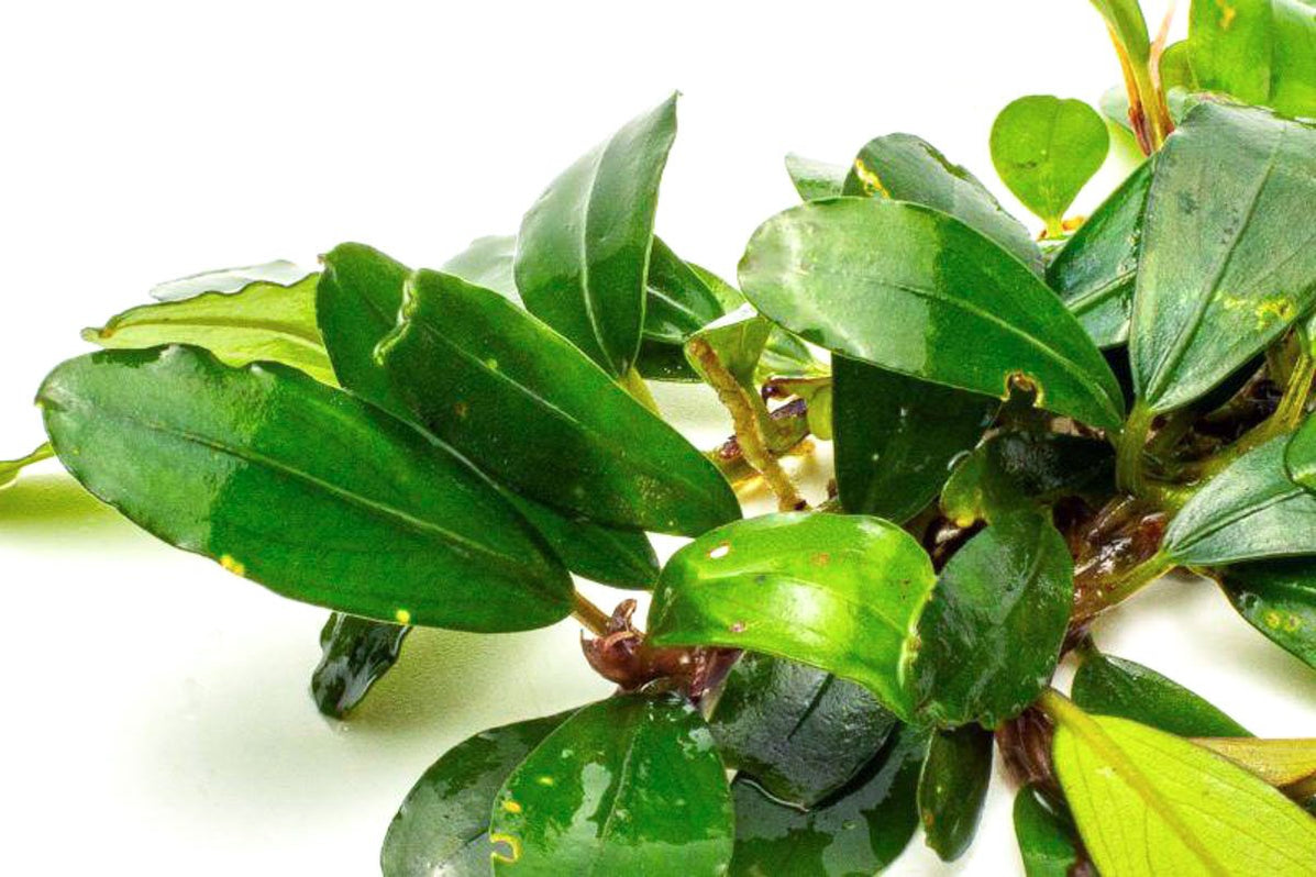 Bucephalandra Brownie Purple — Buce Plant