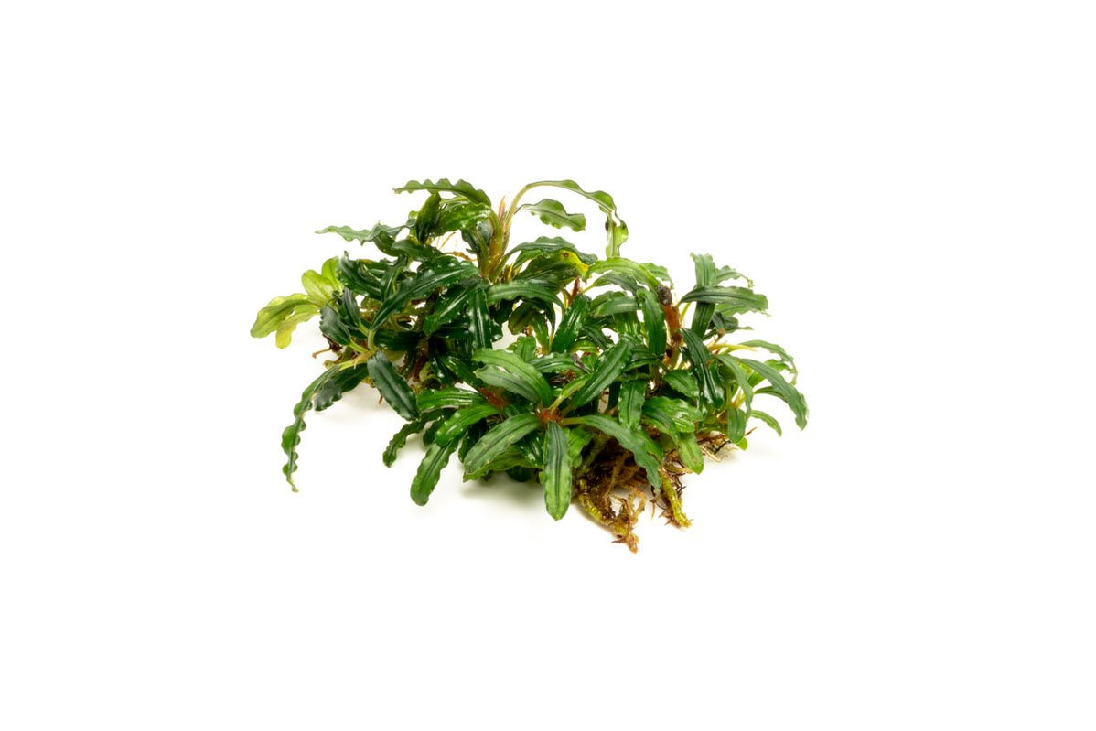 Bucephalandra Aquarium Plants — Buce Plant