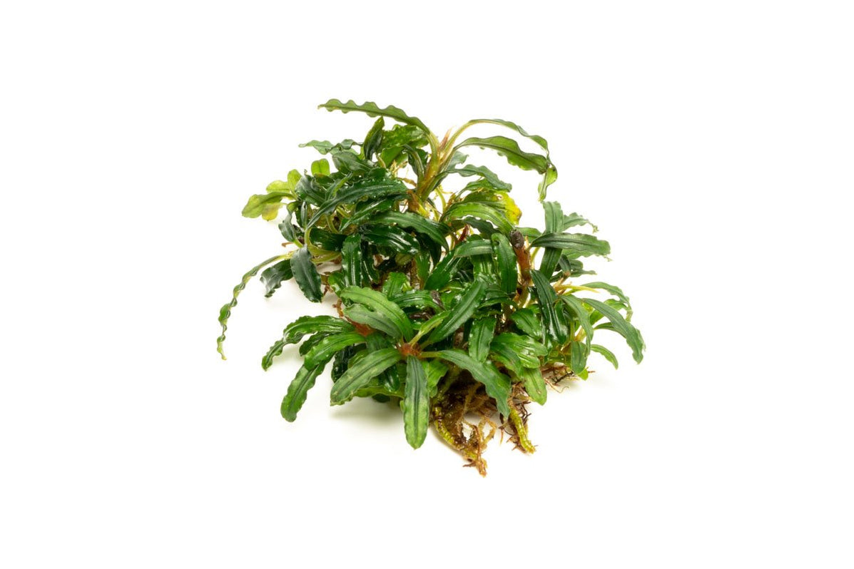 Bucephalandra Catherinae Green — Buce Plant