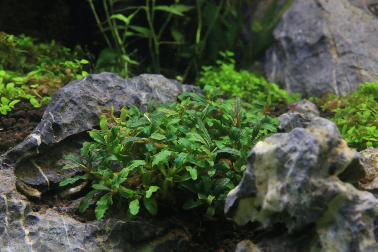 Bucephalandra Aquarium Plants — Buce Plant