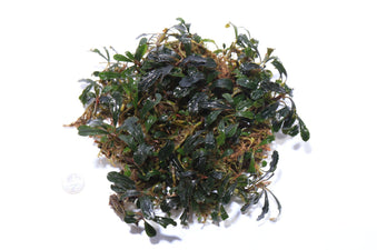 Bucephalandra Sexy Pink — Buce Plant