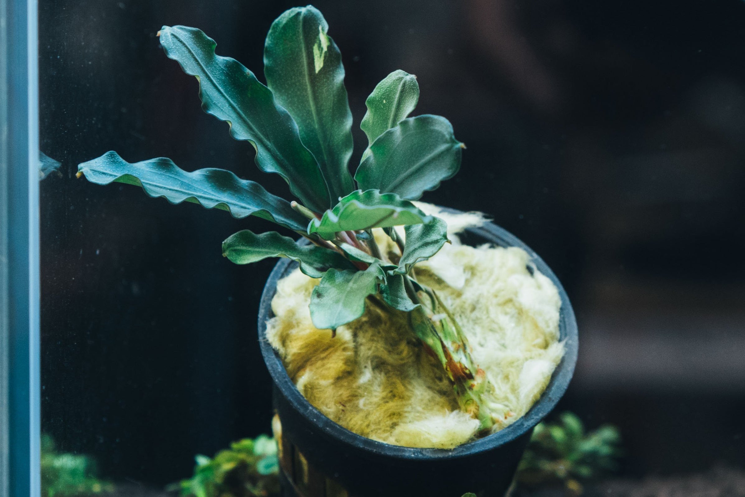 Bucephalandra Dark Green Wavy Aquarium Plant — Buce Plant