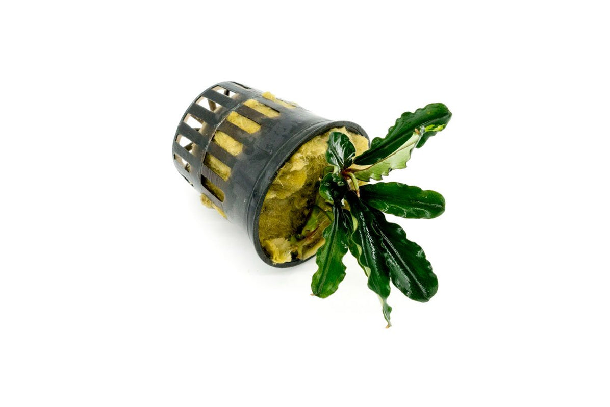 Bucephalandra Dark Green Wavy Aquarium Plant — Buce Plant