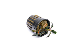 Bucephalandra Godzilla Aquarium Plant — Buce Plant