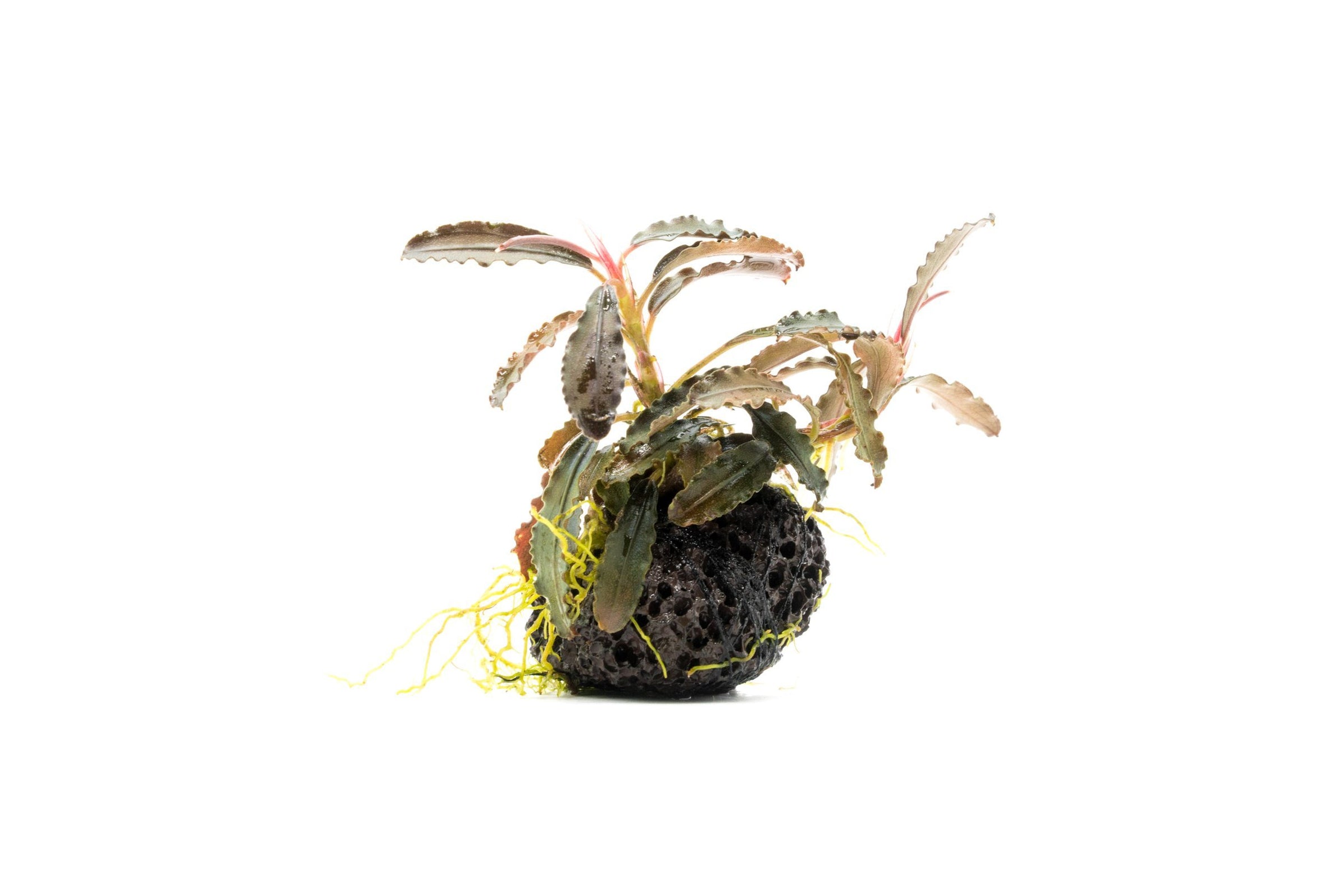 Bucephalandra Godzilla on Lava Stone (Farmed) — Buce Plant