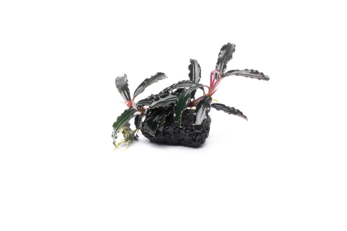 Bucephalandra Godzilla on Lava Stone (Farmed) for Aquascapes — Buce Plant