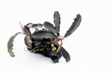 Bucephalandra Godzilla on Lava Stone (Farmed) — Buce Plant