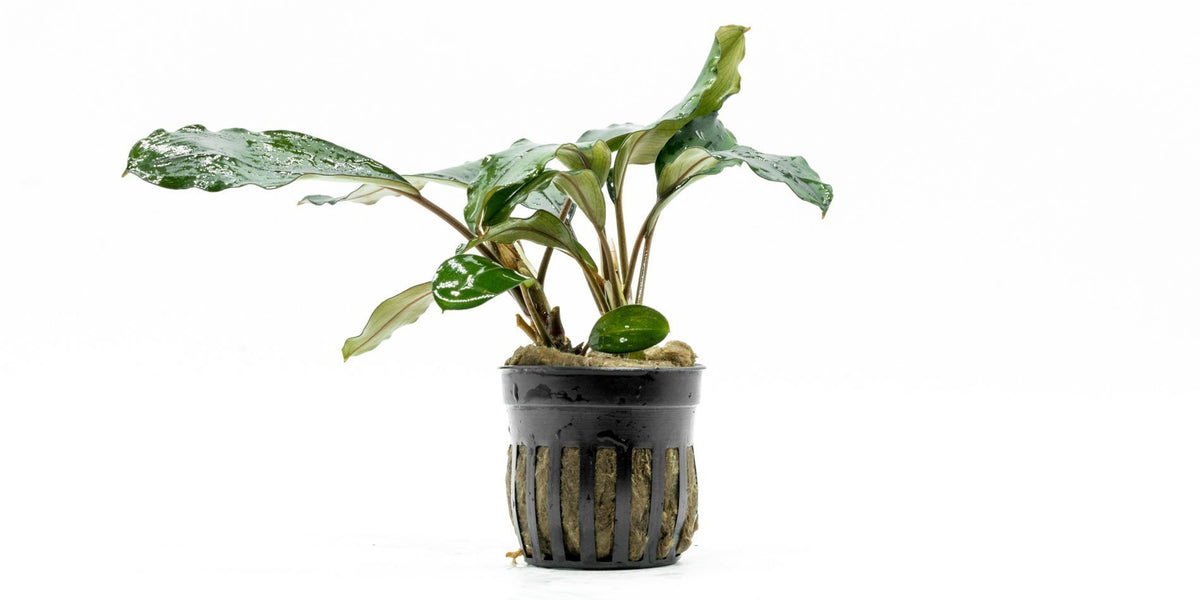 Bucephalandra Green Broad Leaf Aquarium Plant — Buce Plant