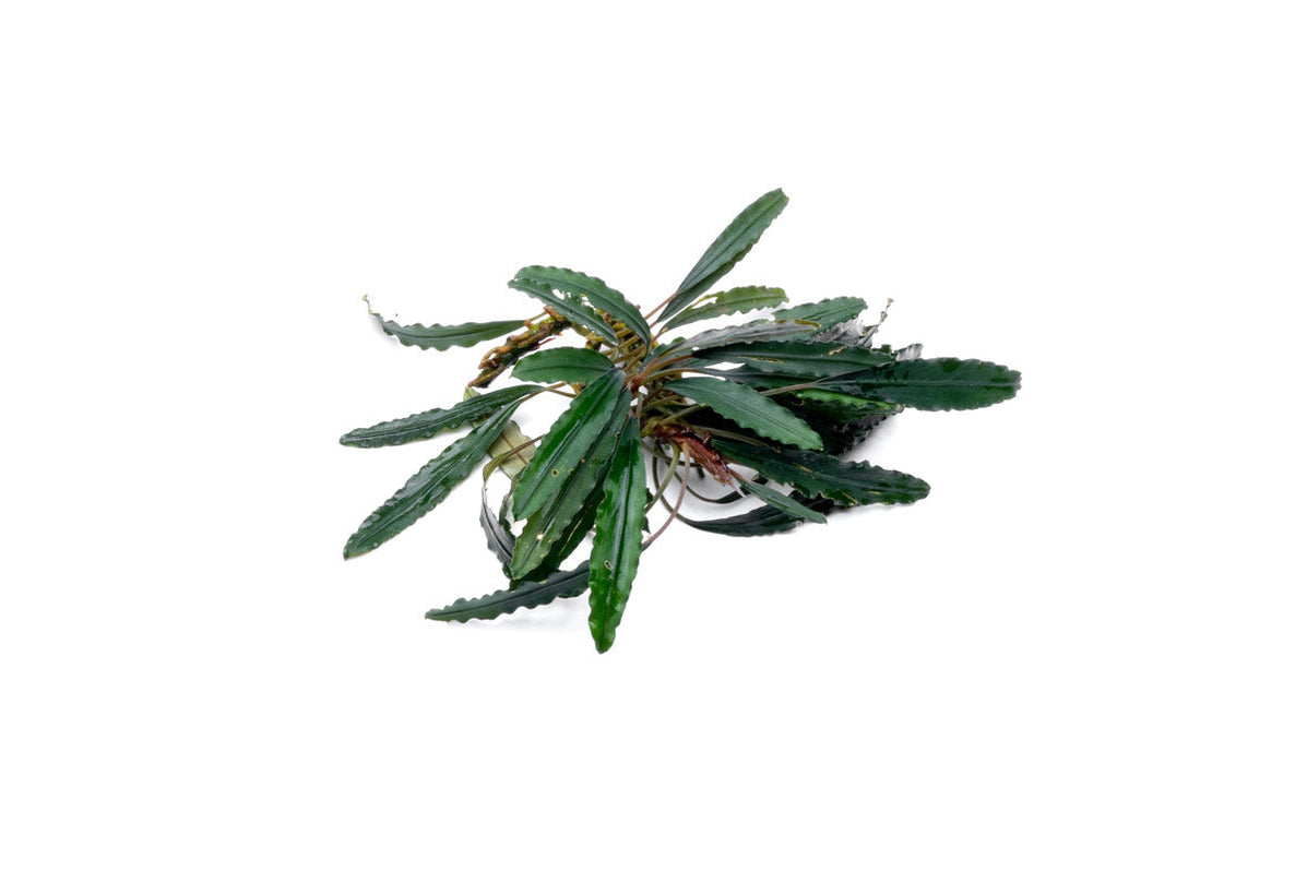 Bucephalandra Green Godzilla — Buce Plant