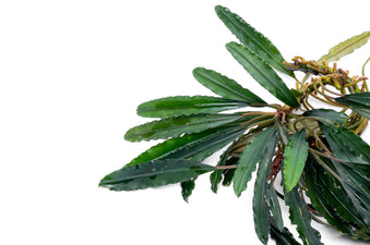 Bucephalandra Green Godzilla — Buce Plant