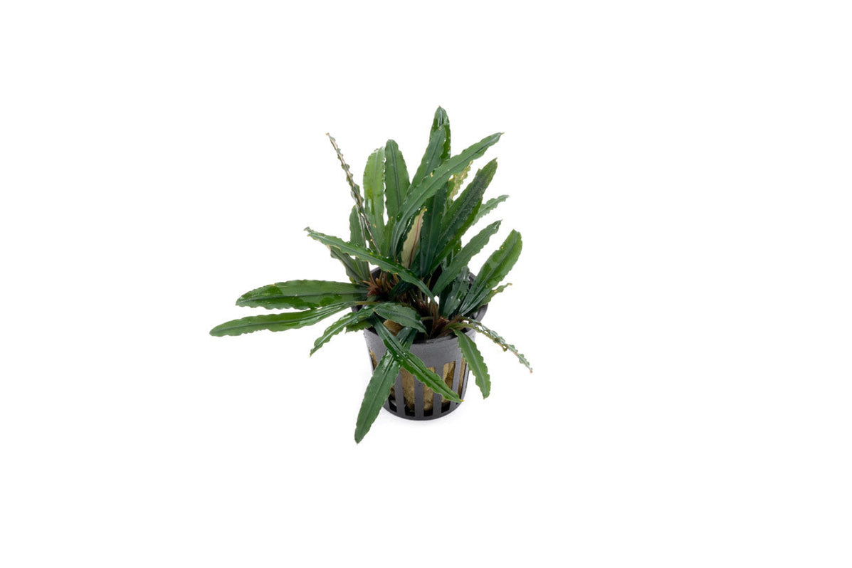 Bucephalandra Green Godzilla Aquarium Plant | Buce Plant