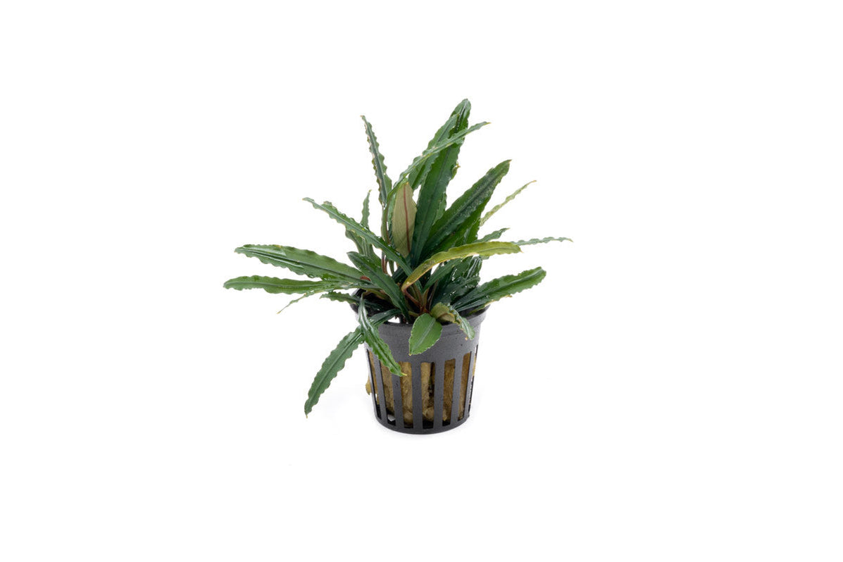 Bucephalandra Green Godzilla Aquarium Plant | Buce Plant