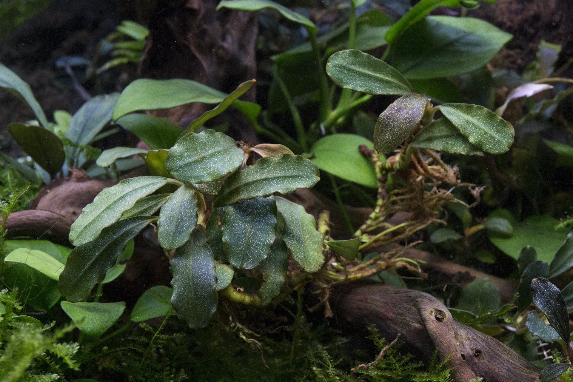 Bucephalandra Aquarium Plants | Buce Plant