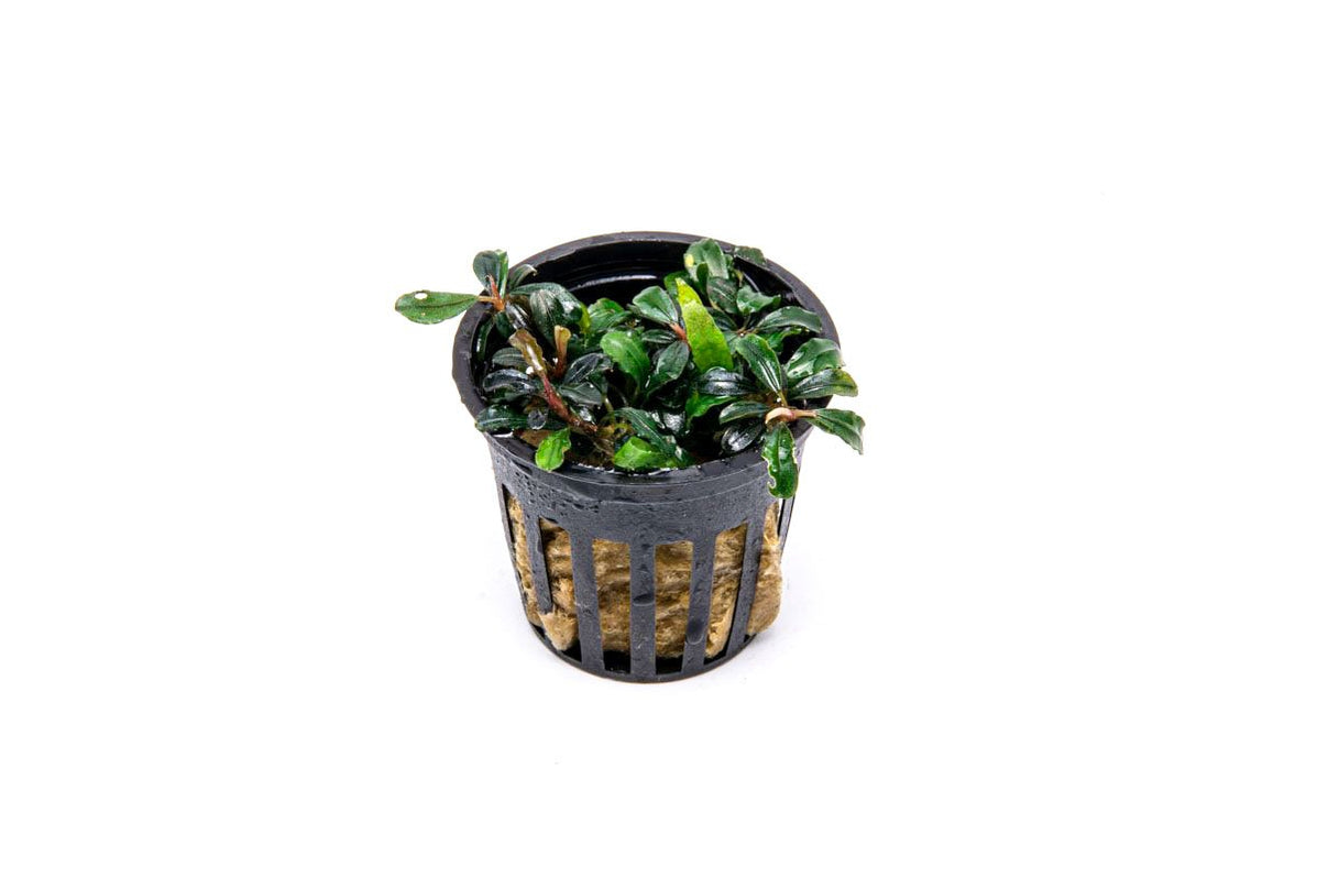 Bucephalandra Lamandau Mini Purple Pot for Aquascaping — Buce Plant