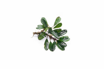 Bucephalandra Melawi Blue — Buce Plant