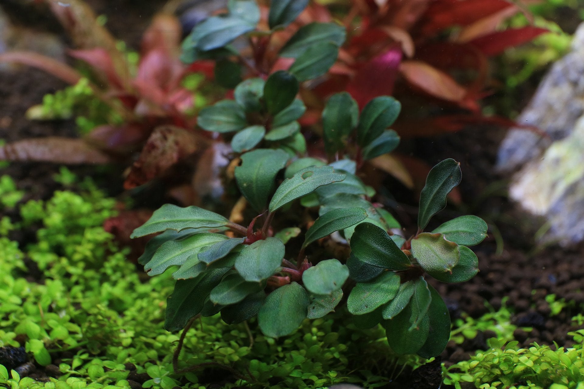Bucephalandra Aquarium Plants | Buce Plant