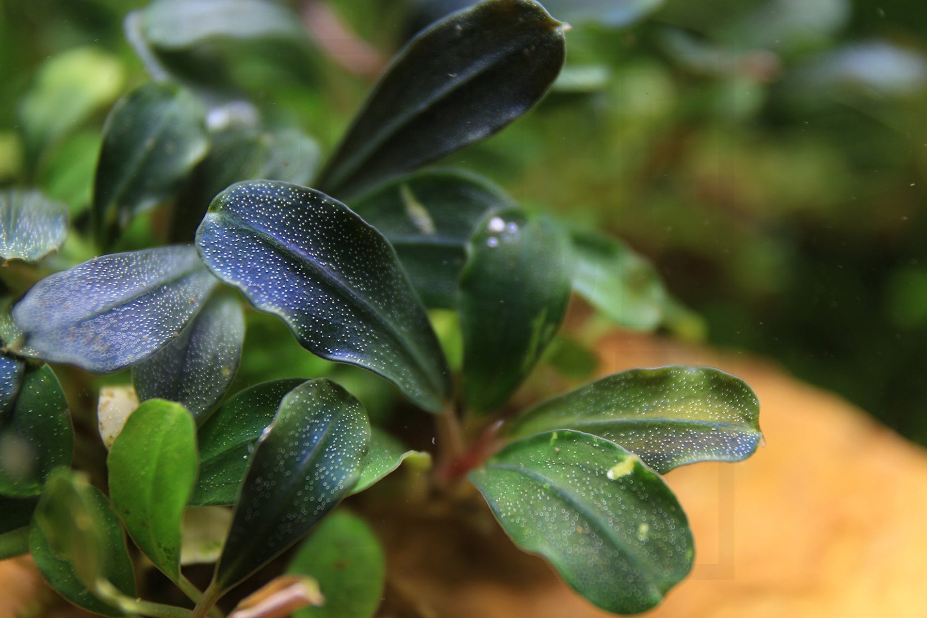 Bucephalandra Brownie Phantom — Buce Plant