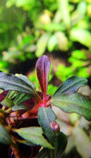 Bucephalandra Brownie Phoenix — Buce Plant