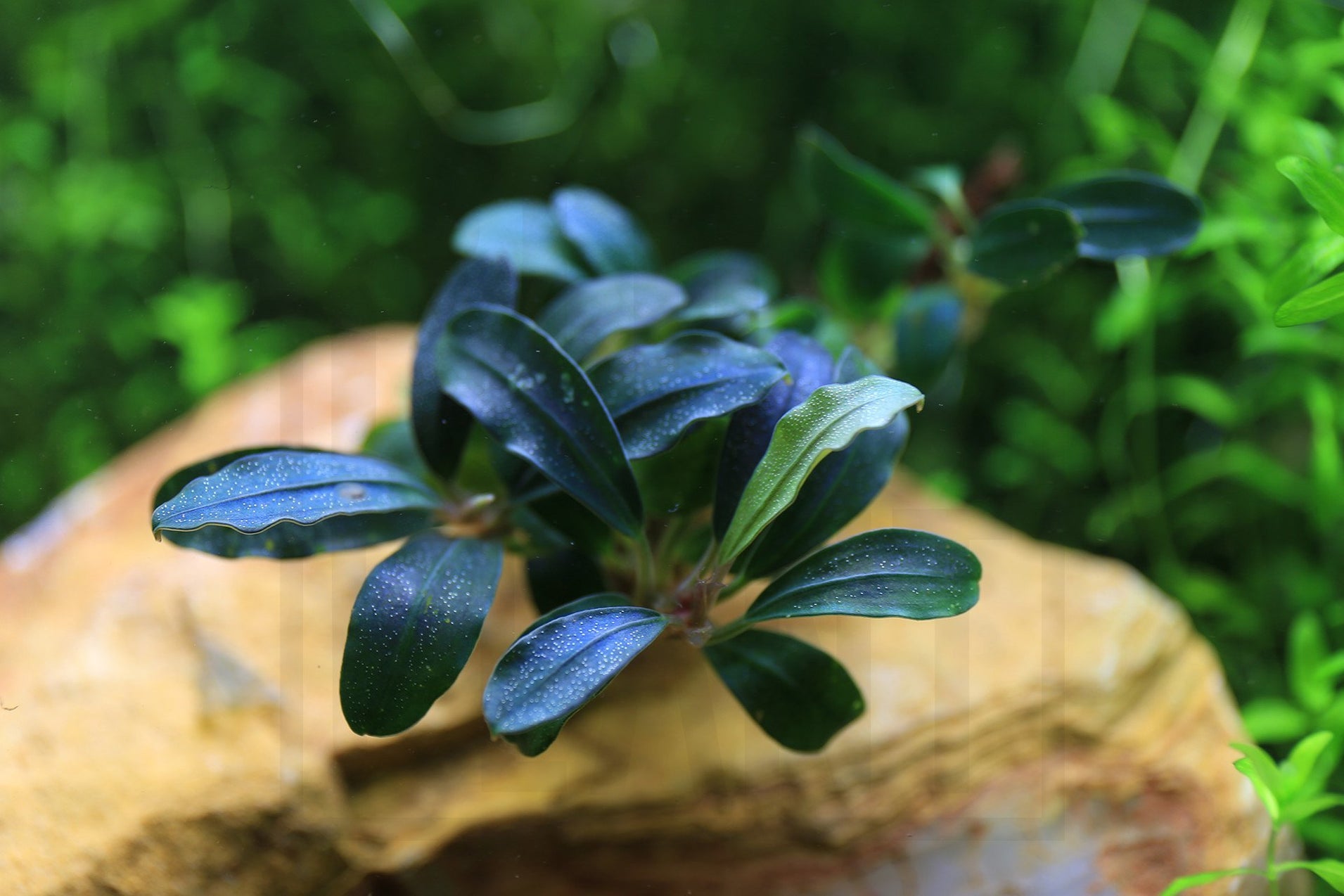 Bucephalandra Deep Purple — Buce Plant