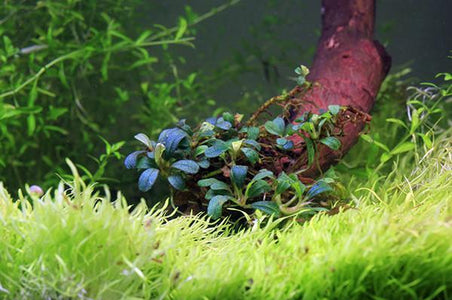 Lamandau Mini Purple Aquarium Plant — Buce Plant
