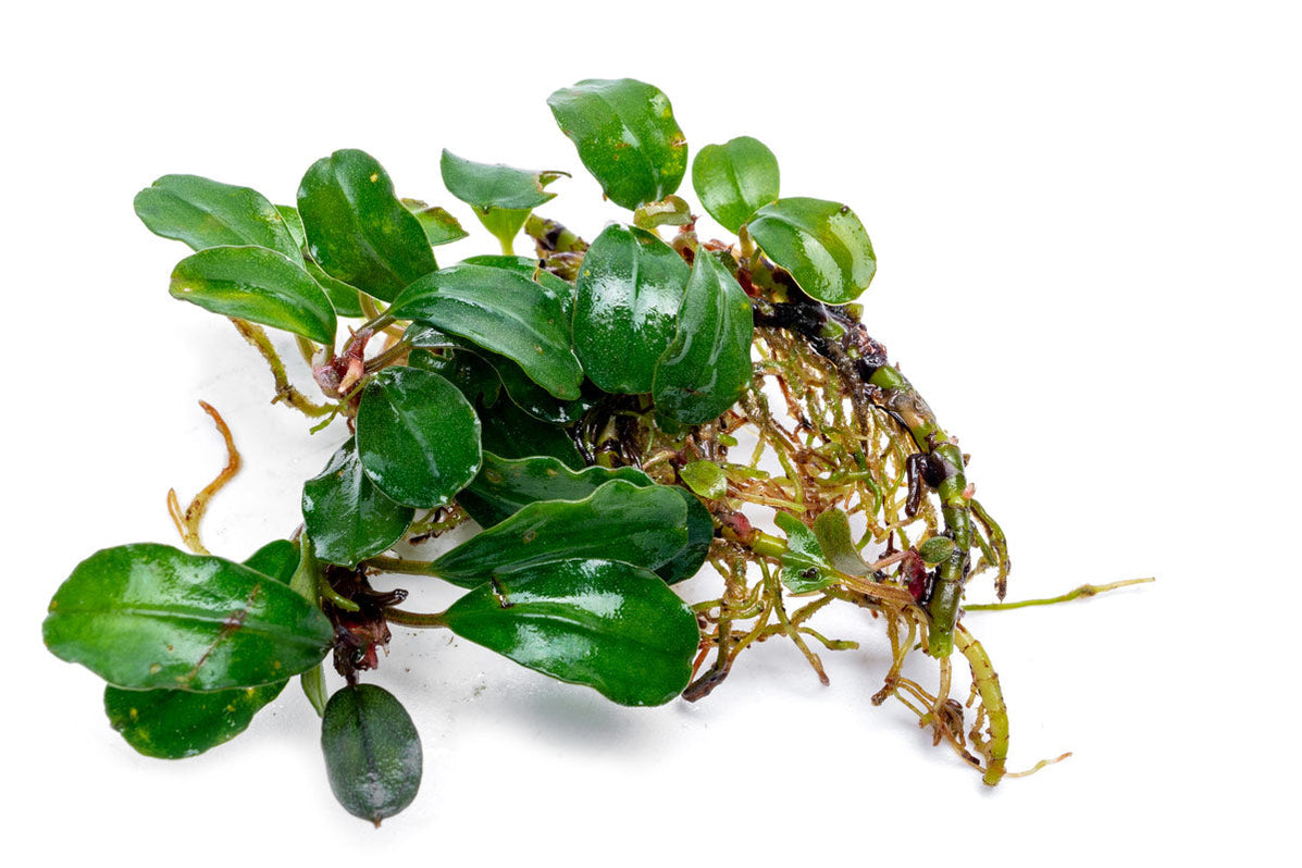 Bucephalandra Purple Adonis — Buce Plant
