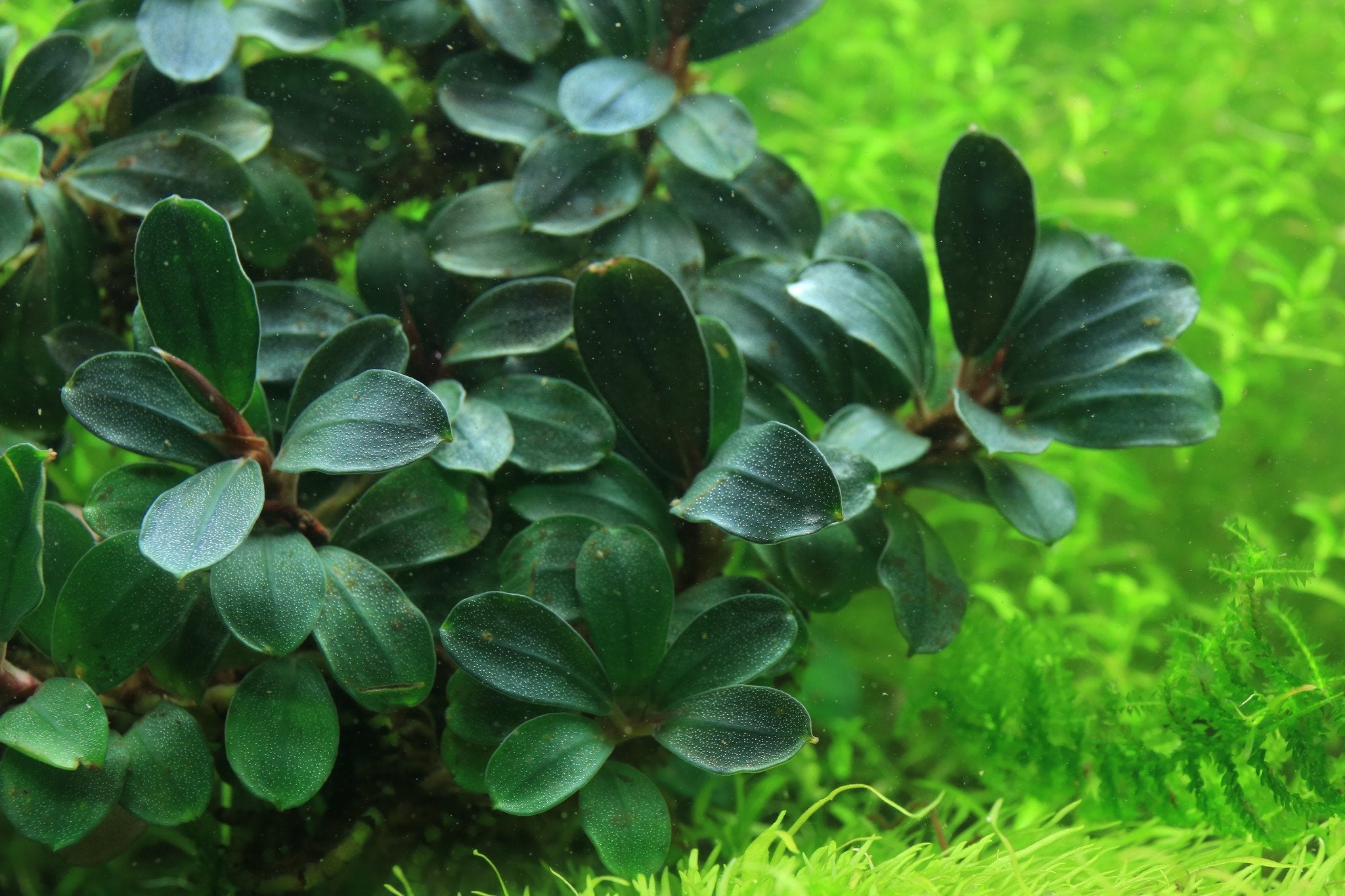 Purple Blue Aquarium Plant — Buce Plant