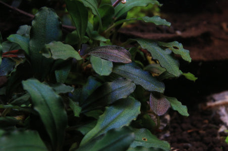Bucephalandra Rainbow Frost - Aquarium Plant for Aquascaping — Buce Plant