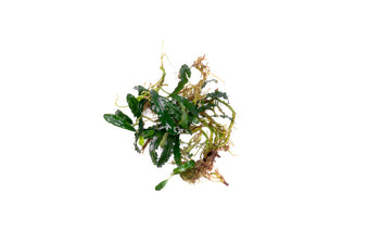 Bucephalandra Red Blade — Buce Plant