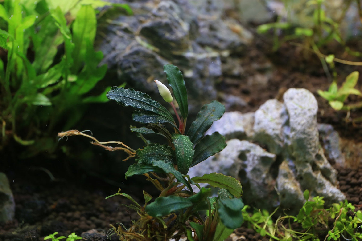 Bucephalandra Aquarium Plants — Buce Plant
