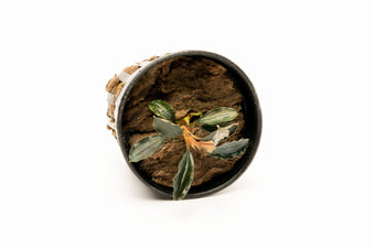 Bucephalandra Red Mini Aquarium Plant — Buce Plant