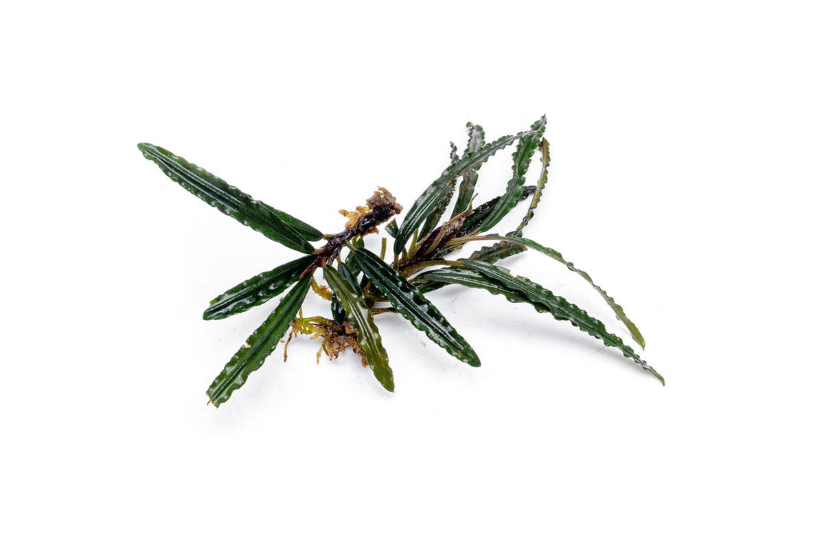 Bucephalandra Red Scorpio — Buce Plant