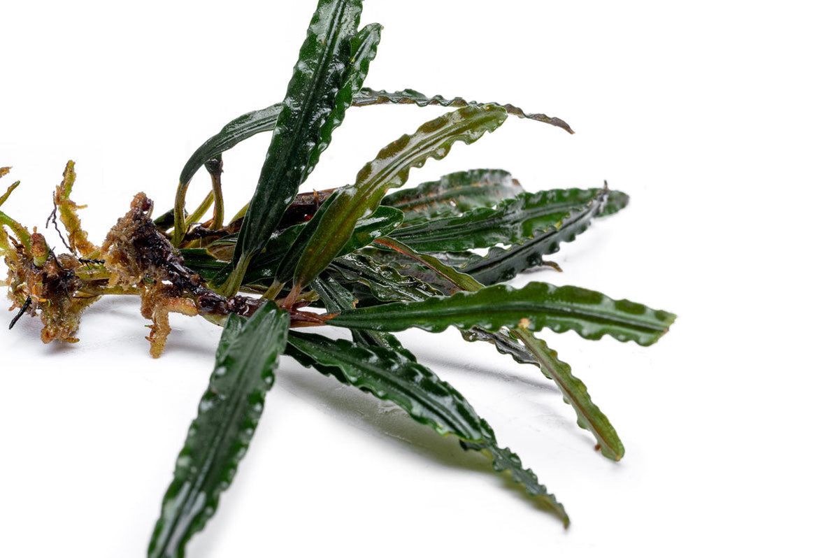 Bucephalandra Red Scorpio — Buce Plant