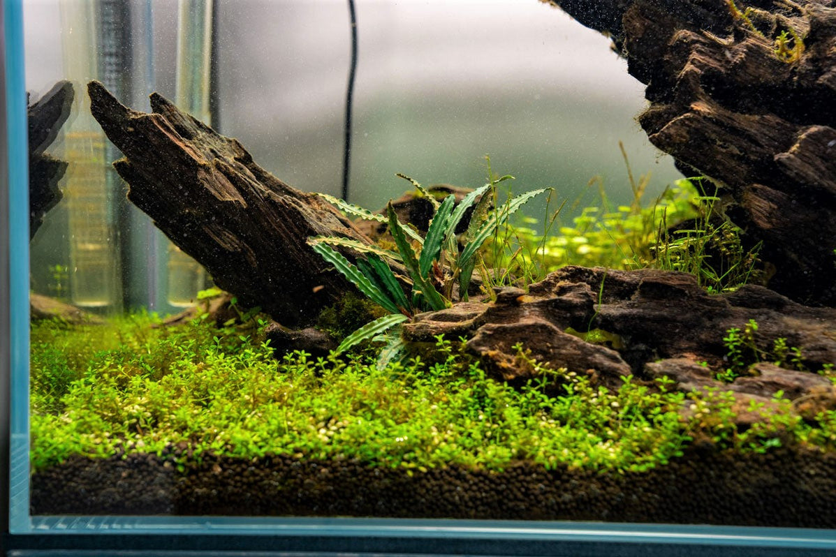 Bucephalandra Red Scorpio — Buce Plant