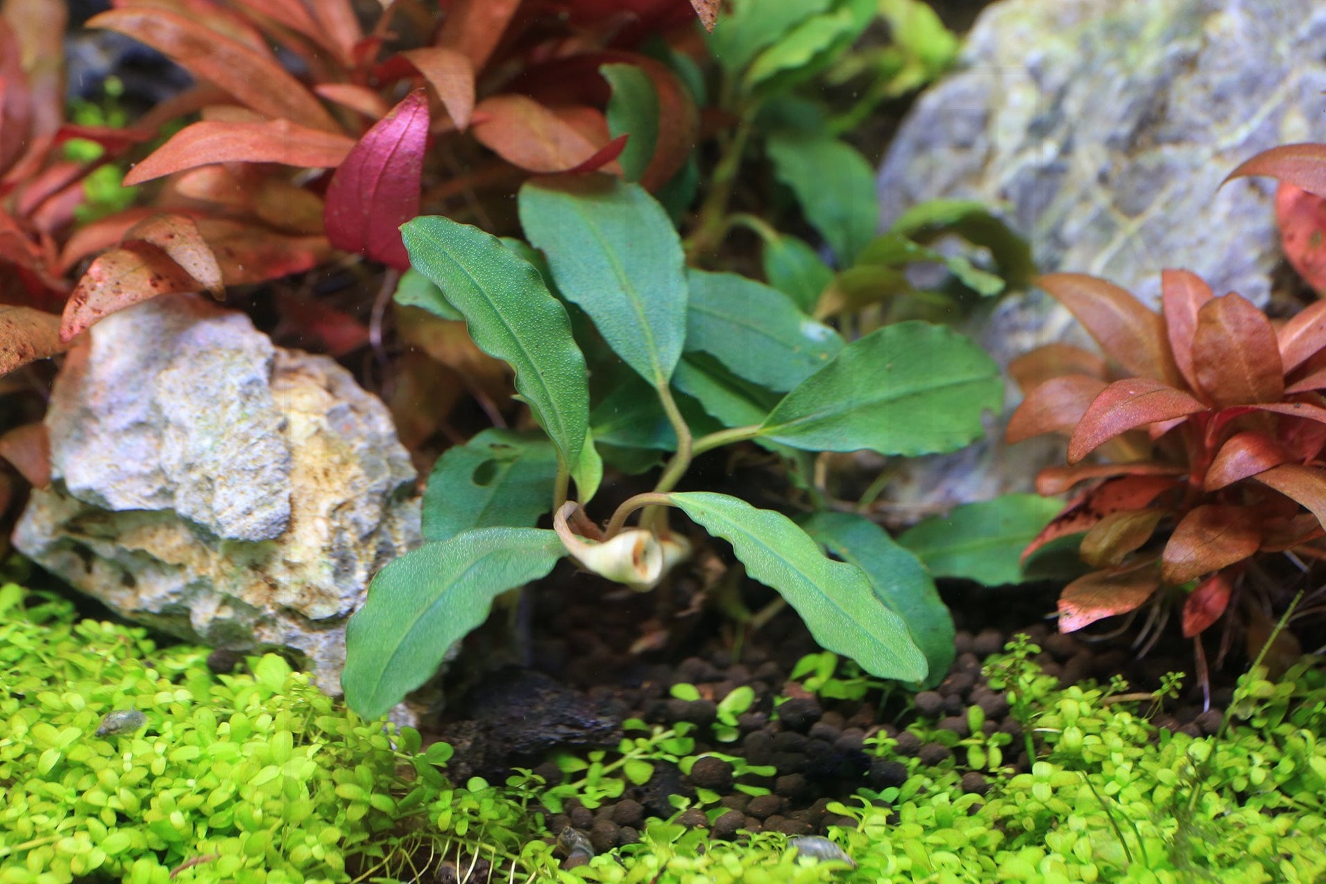 Bucephalandra Thick Brown Aquarium Plant — Buce Plant