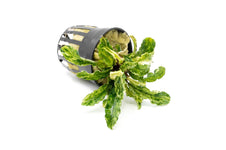 Bucephalandra Variegated Marble Aquarium Plant — Buce Plant