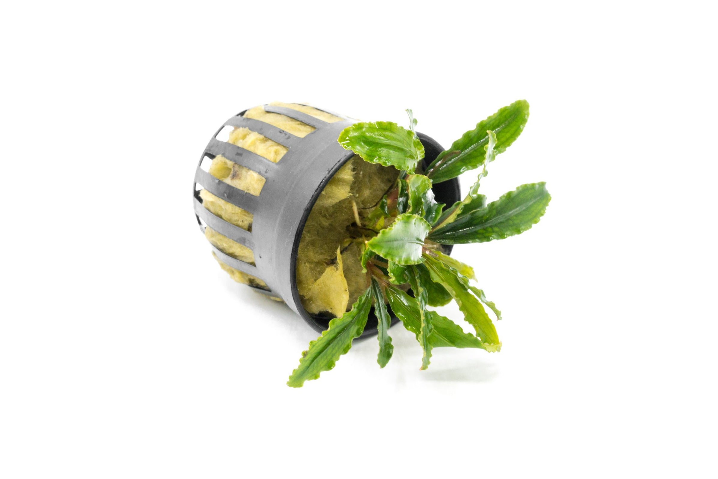 Bucephalandra Velvet Aquarium Plant — Buce Plant