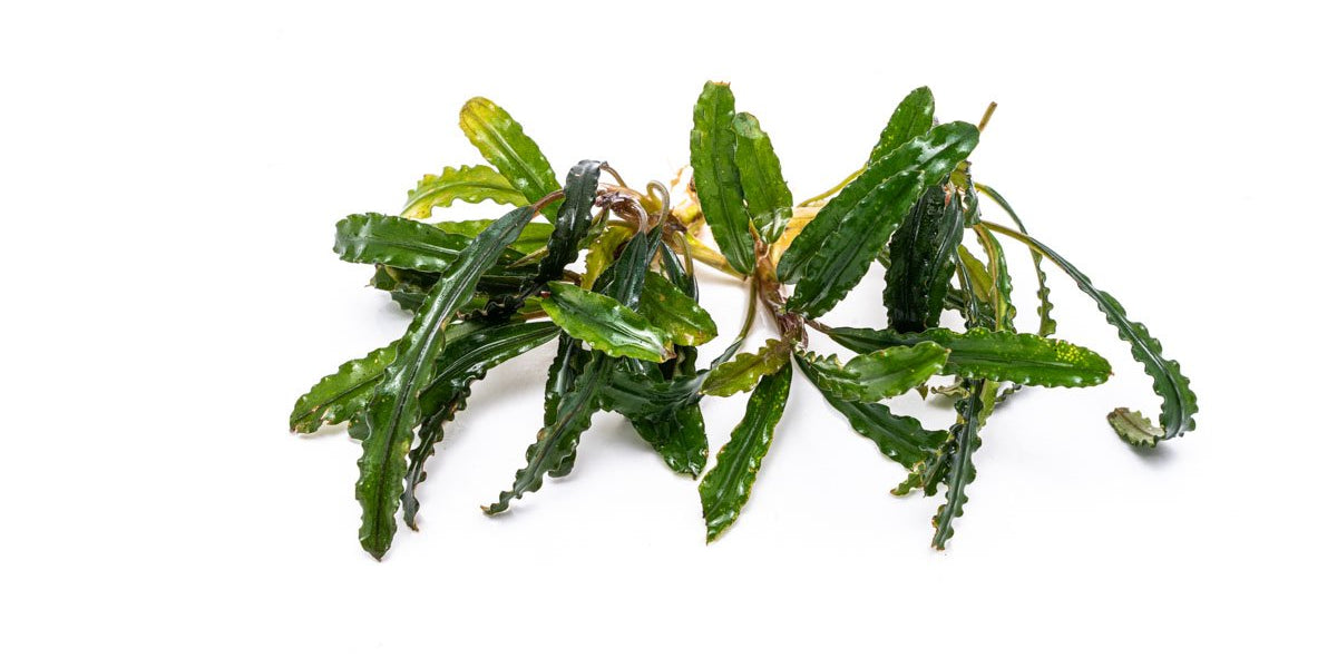 Bucephalandra Catherinae Red — Buce Plant