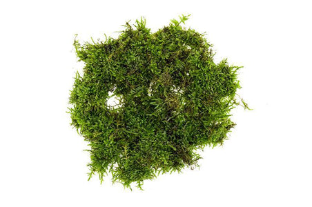Christmas Moss Aquarium Plant — Buce Plant