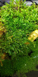 Christmas Moss Aquarium Plant — Buce Plant