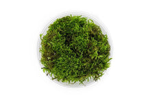 Christmas Moss Aquarium Plant — Buce Plant