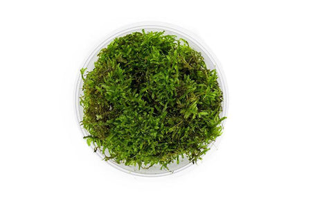 Christmas Moss Aquarium Plant — Buce Plant