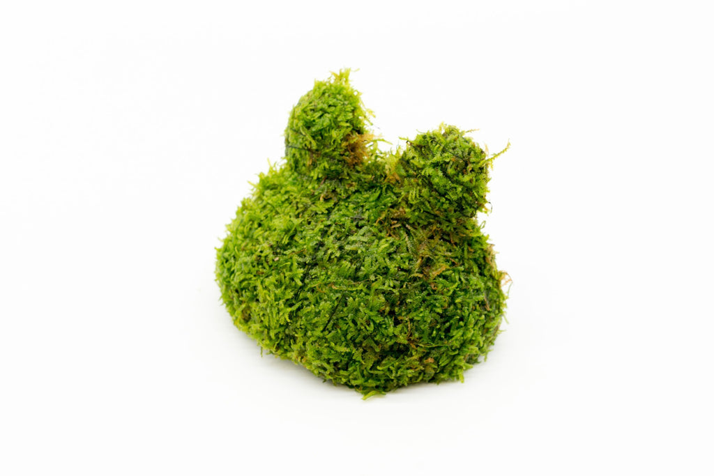 Moss Aquarium Plants | Aquatic Moss | Buce Plant