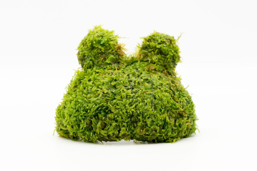 Moss Aquarium Plants | Aquatic Moss | Buce Plant