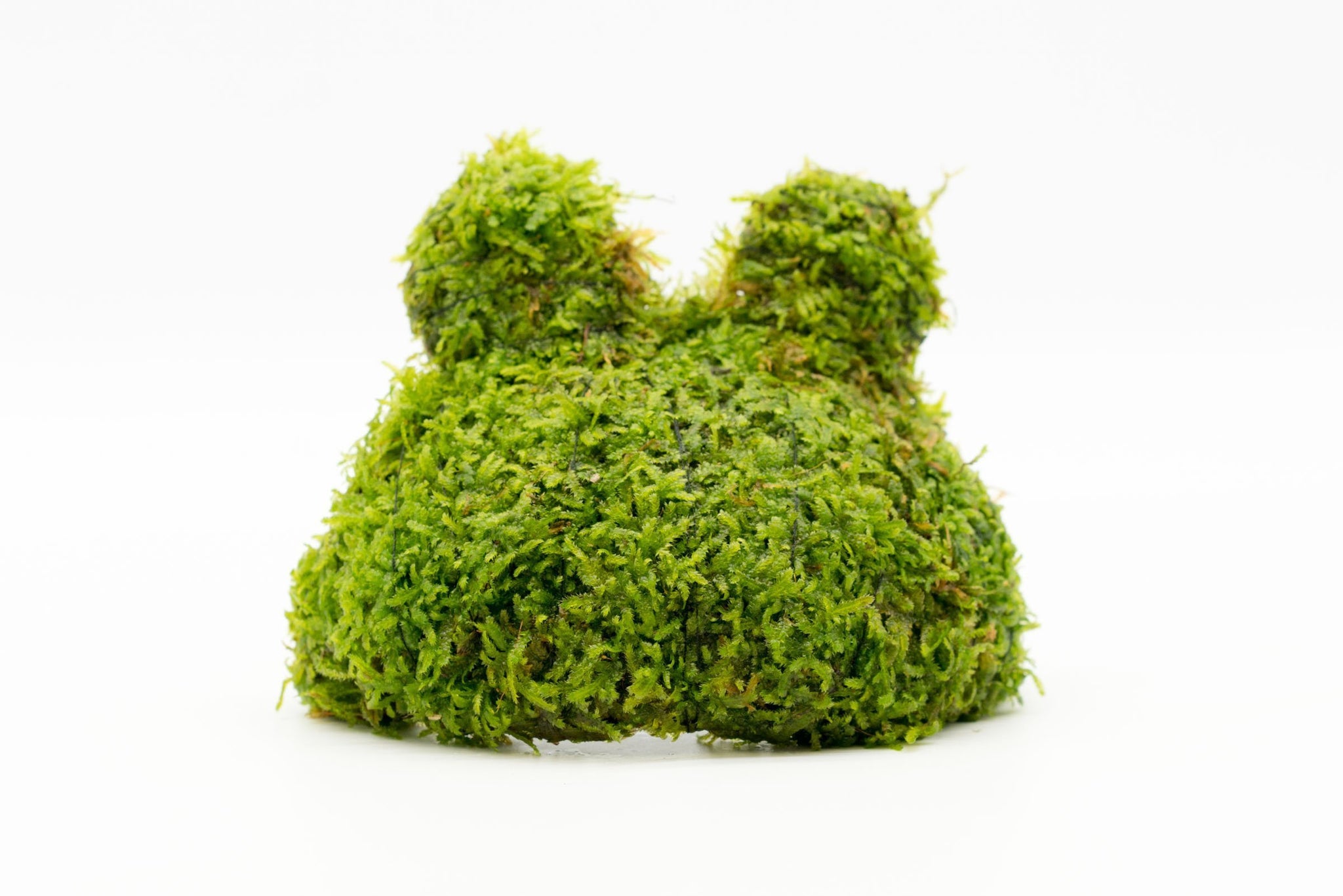 Moss Aquarium Plants | Aquatic Moss | Buce Plant